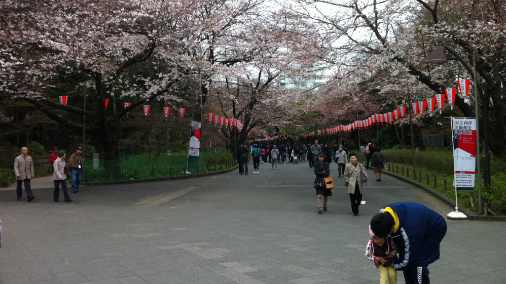 Celebrating Spring Amid Devastation In Tokyo : NPR