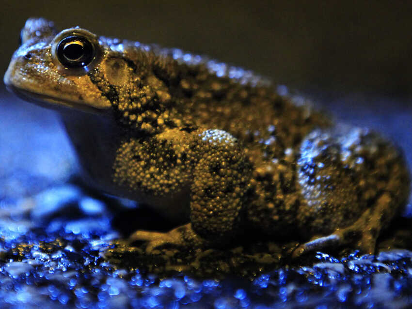 In Philly, It's Toad Detour Time Again : The Two-Way : NPR