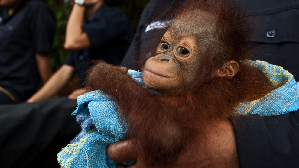 'Born To Be Wild' Is A Cute Baby Animal Movie, But It Doesn't Need To ...