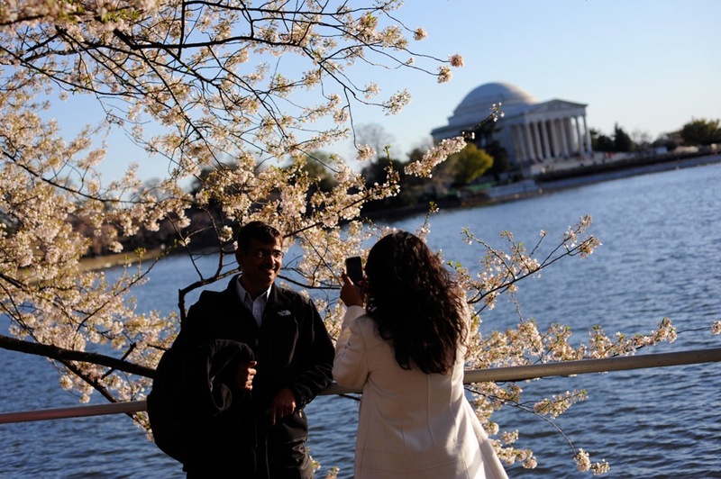 Pictures Of People Taking Pictures Of Cherry Blossoms : The Picture ...