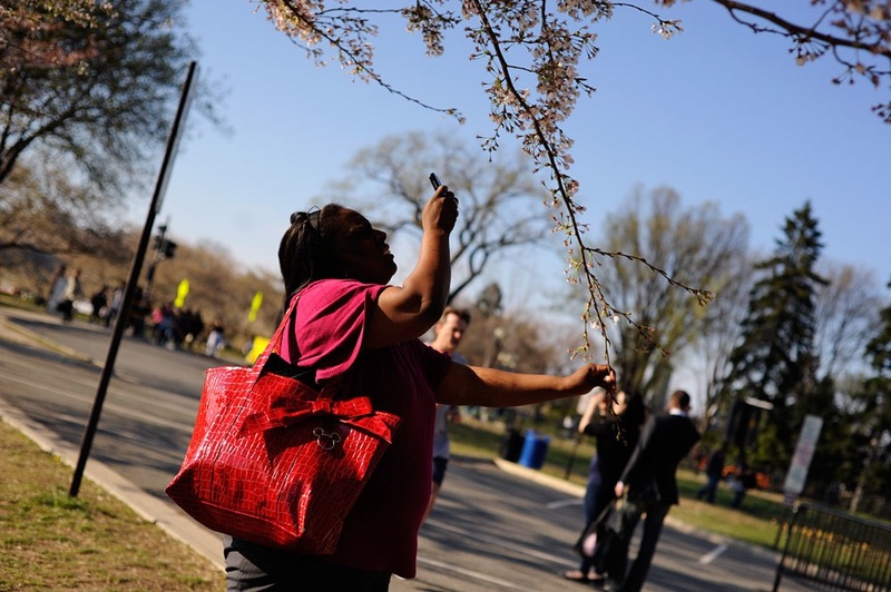 Pictures Of People Taking Pictures Of Cherry Blossoms : The Picture ...