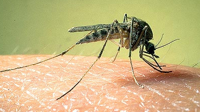 Repelling Bugs With The Essence Of Grapefruit : NPR