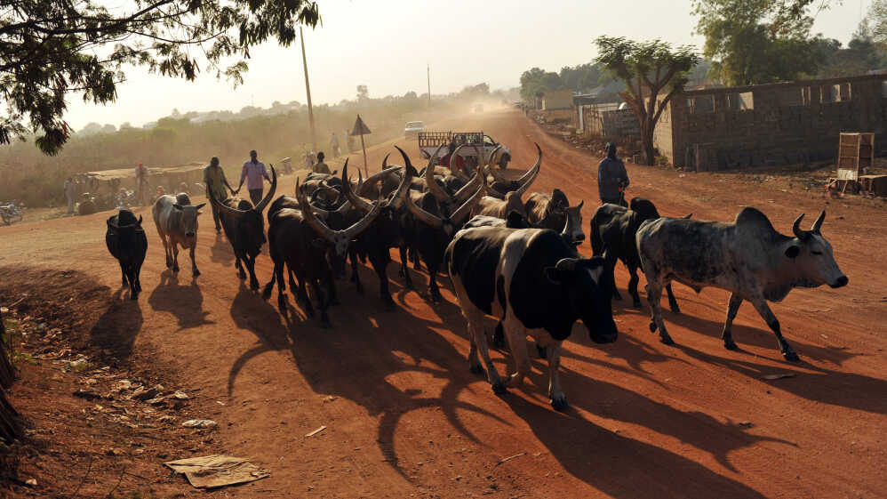 Cattle Rustling A Deadly Business In Sudan : NPR