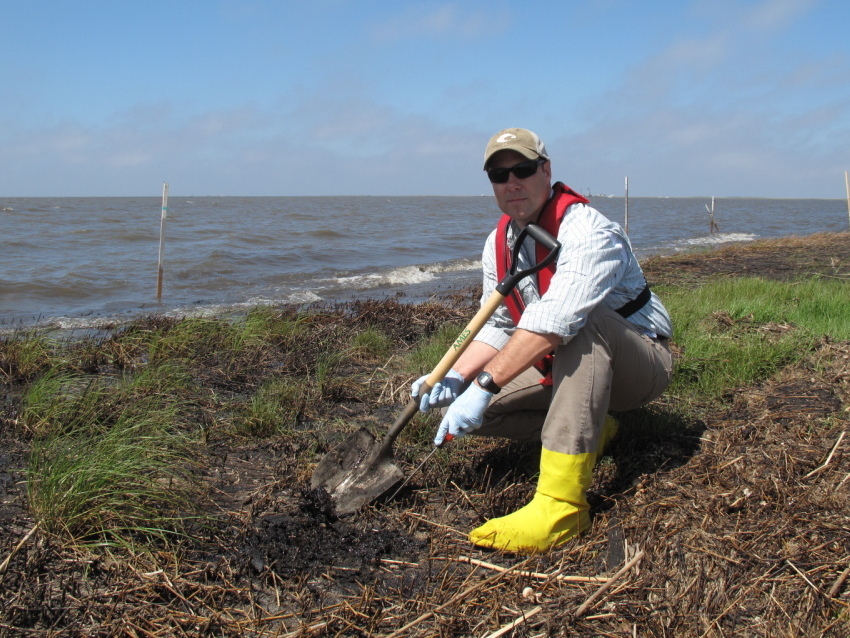 In Cleaning Oiled Marshlands, A Sea Of Unknowns : NPR
