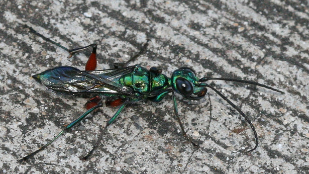 Where To Find The World's Most 'Wicked Bugs' : NPR