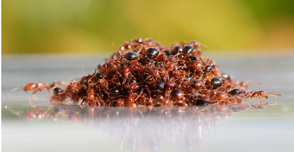 Water Can't Put Out A Fire-Ant Raft : The Picture Show : NPR