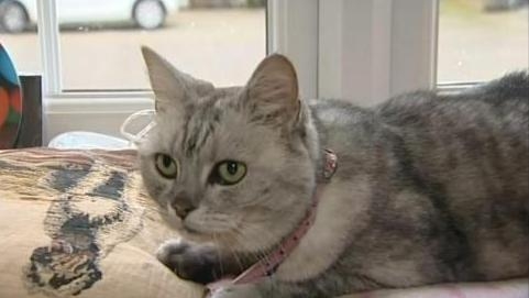 Cat Earns Guinness Record For Loudest Purr : The Two-Way : NPR