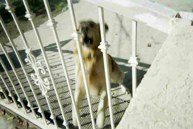 Postman's Photos Prove Canine Cliche : The Picture Show : NPR