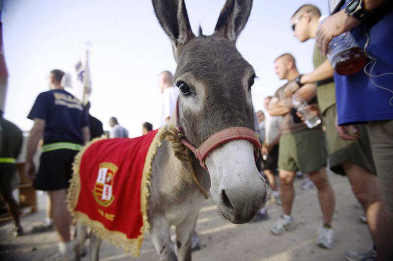 Smoke, The Donkey, Is Now On Twitter, Facebook : The Two-Way : NPR