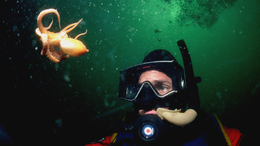 Baby Octopus Explosion On Video Zooborns
