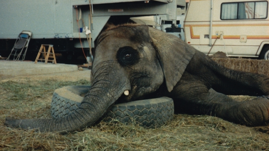 Movie Review - 'One Lucky Elephant' - One Engaging Character : NPR