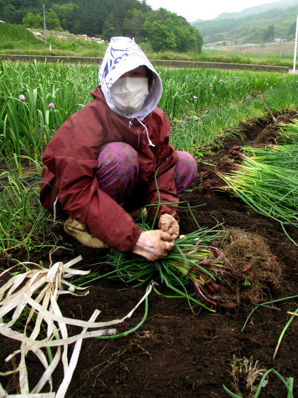 Despite Radiation, Some Japanese Villagers Stay Put : NPR
