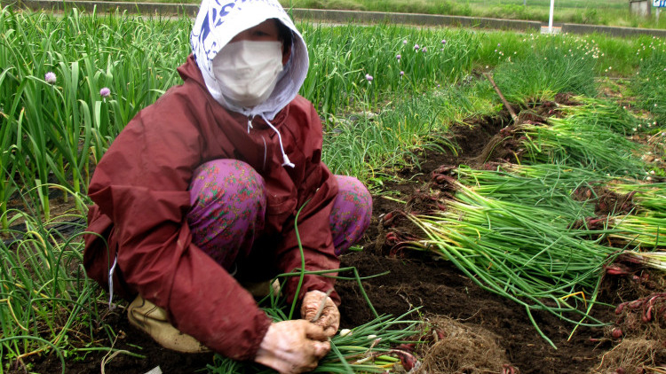 Despite Radiation, Some Japanese Villagers Stay Put : NPR