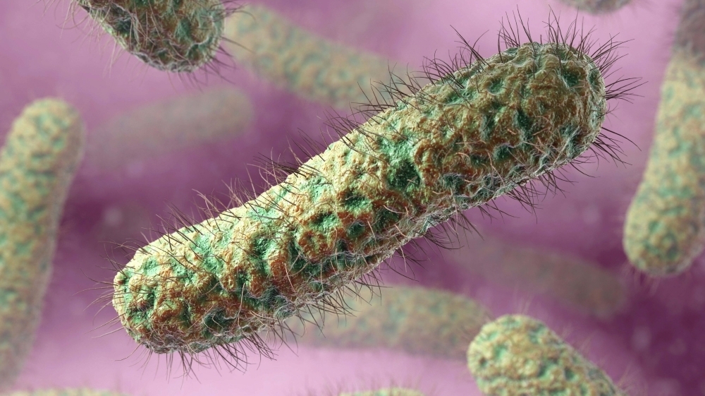 Gut Bacteria Know Secrets About Your Future : Krulwich Wonders... : NPR