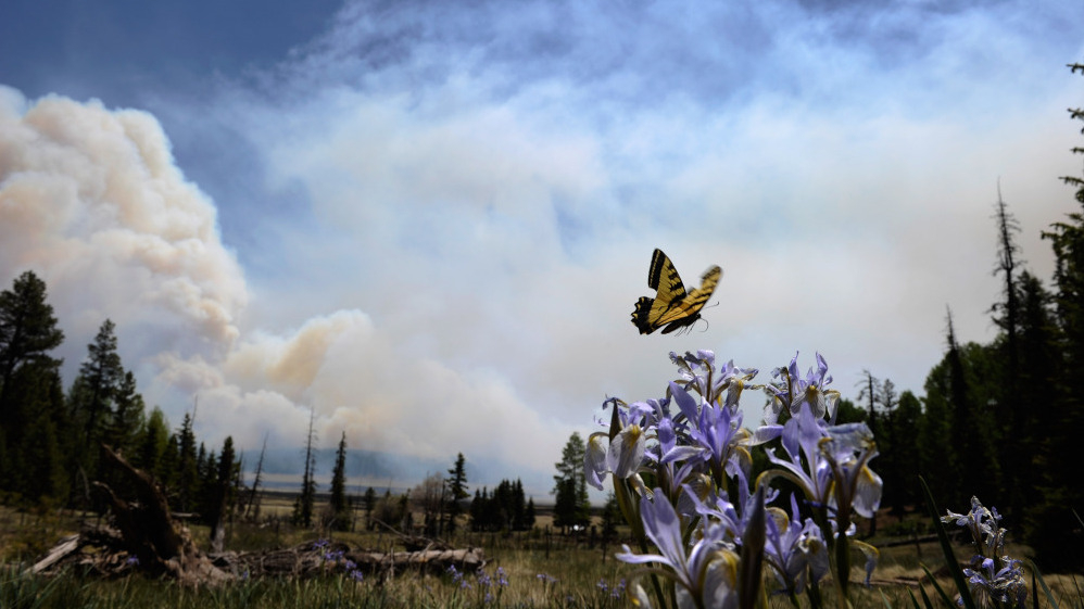 Arizona Fire About To Be State's Biggest Ever : The Two-Way : NPR