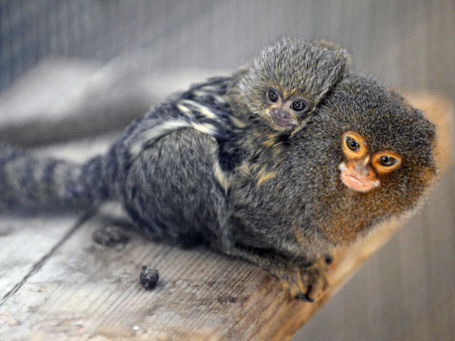 Animal Dads: The Best and Not-So-Good : Blog Of The Nation : NPR