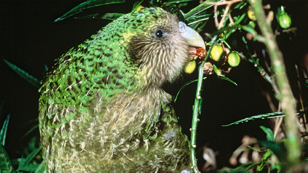 Isolation Proves Dangerous On 'Rat Island' : NPR