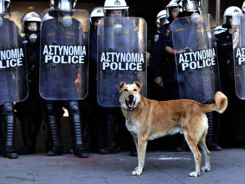 'Riot Dog' Is Back In Athens : The Two-Way : NPR