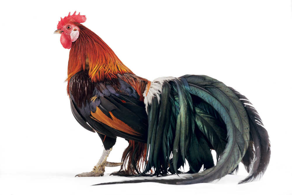 Why National Geographic Has Portraits Of Cows, Chickens And Seeds : The ...