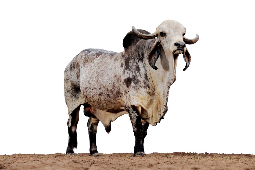 Why National Geographic Has Portraits Of Cows, Chickens And Seeds : The ...