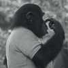 'Project Nim': A Chimp's Very Human, Very Sad Life : NPR
