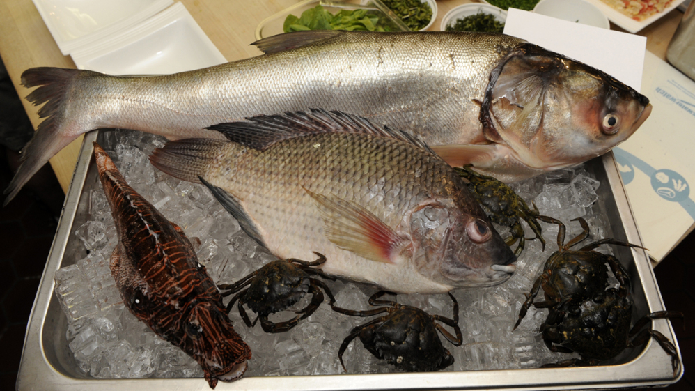 To Save A Fish, Eat Asian Carp Or Lionfish : Shots - Health News : NPR