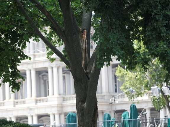 Drastic Cutting At The White House: Crews Remove Damaged Tree : The Two ...