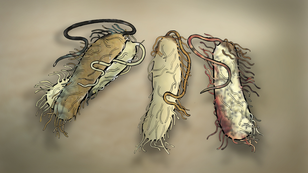 Venus Has A Crowded Belly Button : Krulwich Wonders... : NPR