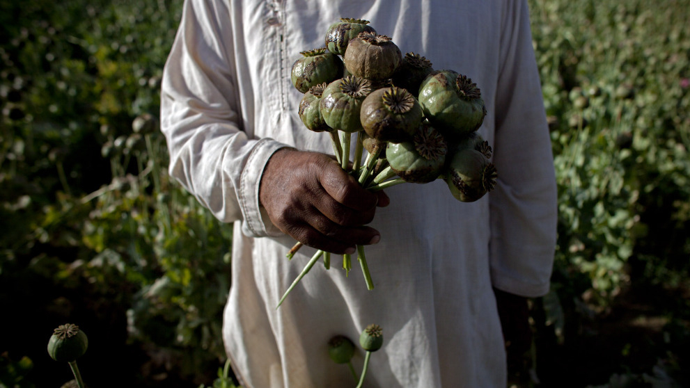 Poppy Crops Set To Bloom If Afghanistan Aid Withers : NPR
