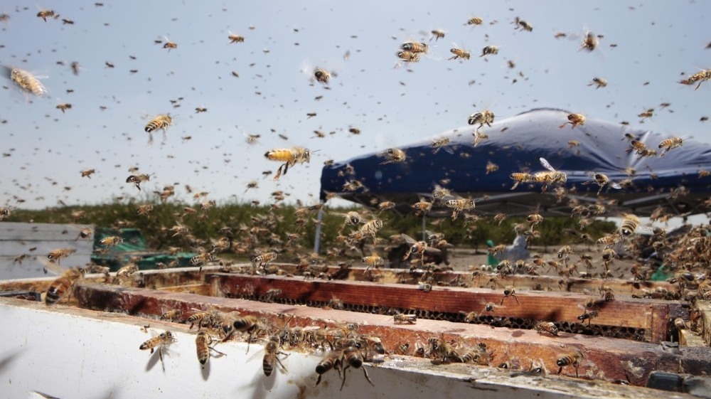Truck Crashes, Releasing 14 Million Angry Bees : The Two-Way : NPR