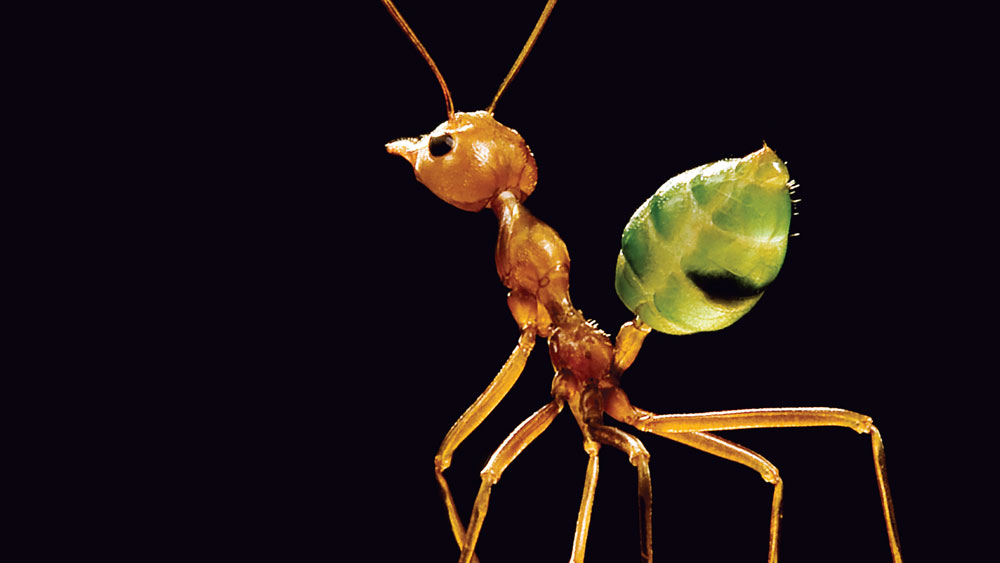Ants: 'A Global Safari With A Cast Of Trillions' : NPR