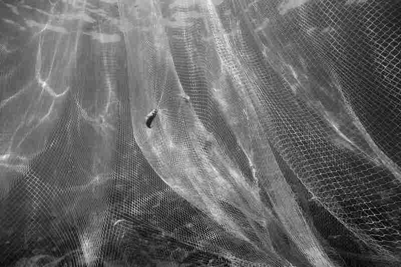 Photographer Wayne Levin's Magical Water World : The Picture Show : NPR