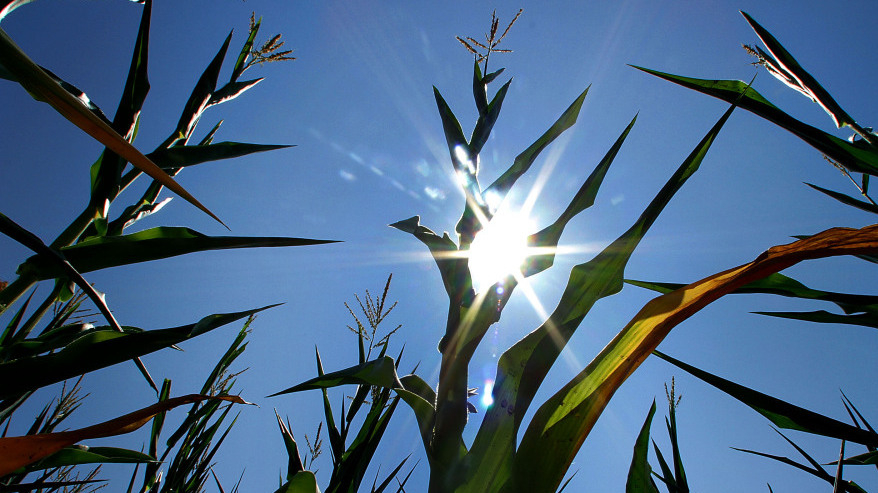 Massive Heat Wave Could Cause Corn Prices To Pop : NPR