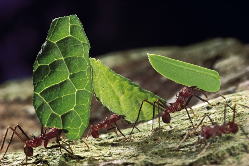 Ants: 'A Global Safari With A Cast Of Trillions' : NPR