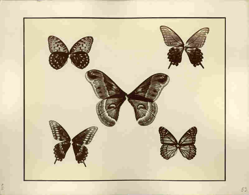 From Smithsonian: Butterflies, Just Because : The Picture Show : NPR