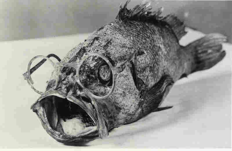 Photos: Believe It Or Not, Ripley's Rich History : The Picture Show : NPR