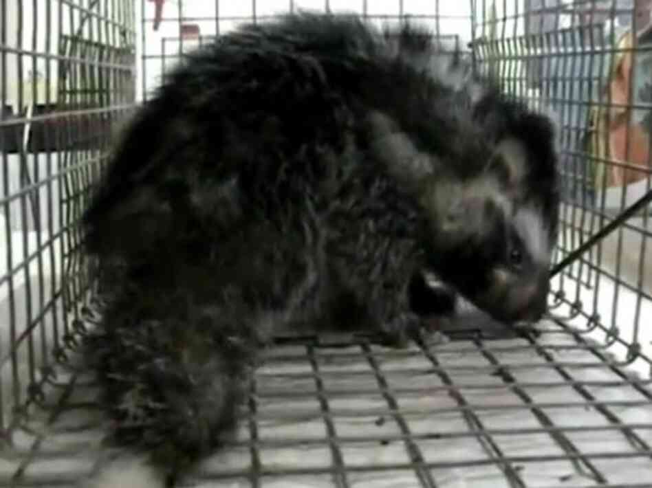 Biologists Explain How An African Rat Makes Itself Poisonous : The Two ...