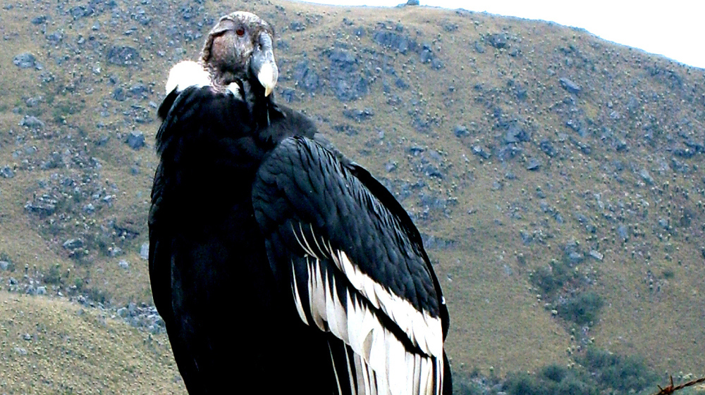 American Zoos Help Return Condor To South America : NPR