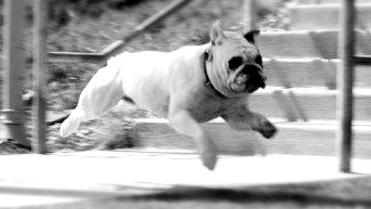 Dogs In Flight: An Elliott Erwitt Homage : The Picture Show : NPR