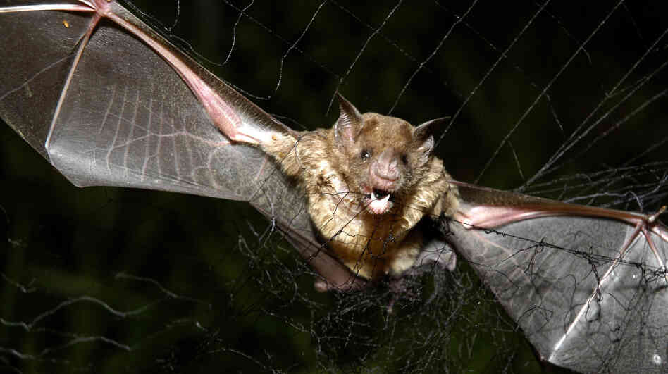 Vampire Bats. Bites. Rabies. Oh My! : Shots - Health News : NPR