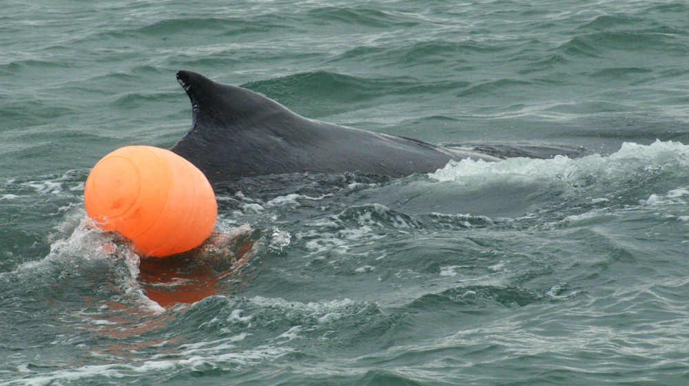 Humpback Calf Cut Free From Fishing Lines : The Two-Way : NPR