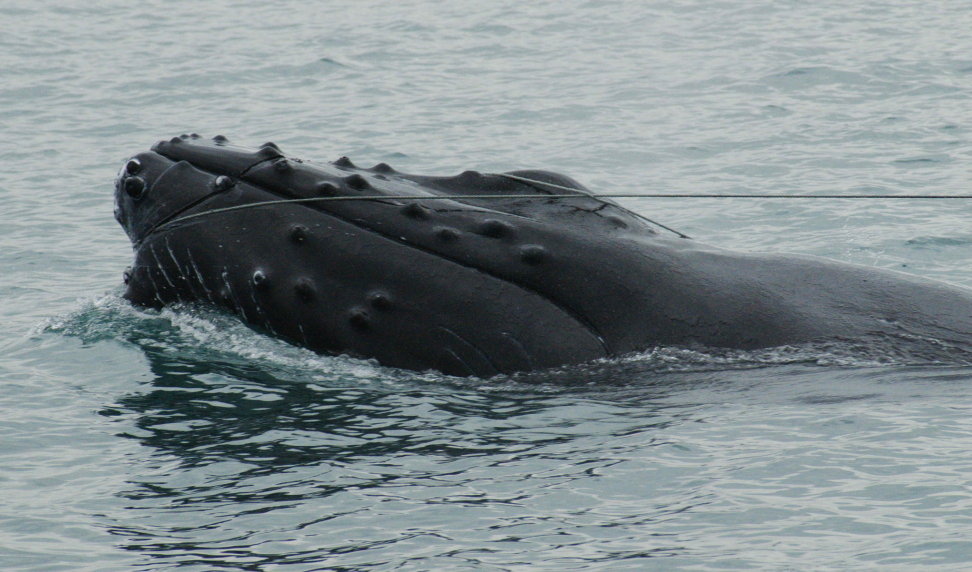Humpback Calf Cut Free From Fishing Lines : The Two-Way : NPR