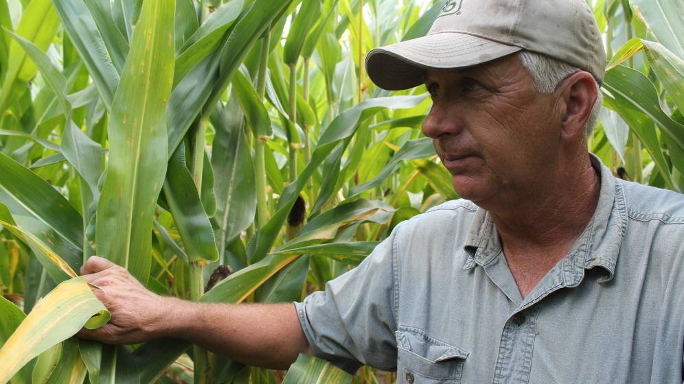 For Corn Farmers, There's Gold In Them There Fields : NPR