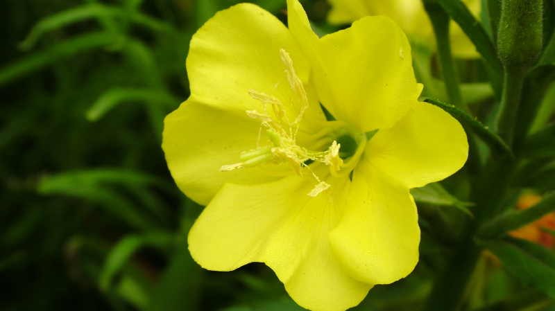 Speaking Of Foster Care In 'The Language Of Flowers' : NPR