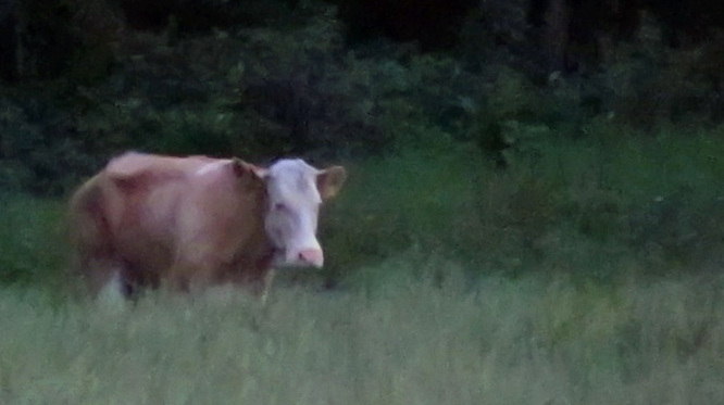 Yvonne, Germany's Runaway Cow, Has Been Captured : The Two-Way : NPR