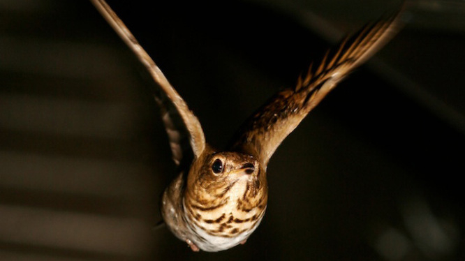 Thirsty Birds 'Burn The Engine' In Flight : NPR