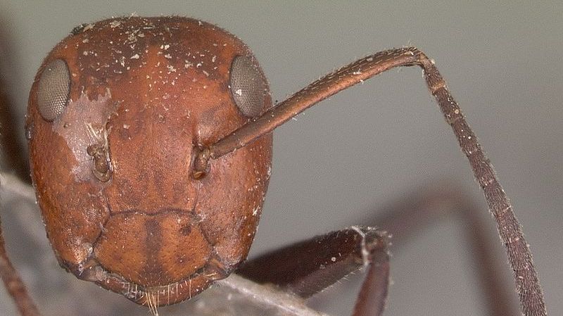 Scientists Discover Details Of 'Kamikaze' Ants : The Two-Way : NPR