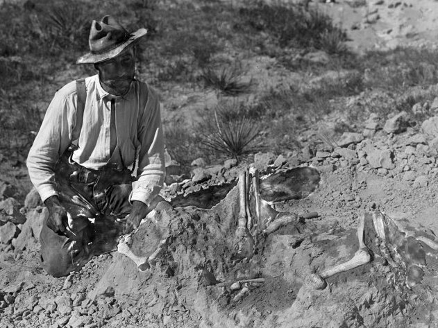 First T. Rex Skeleton, Complete At Last : NPR