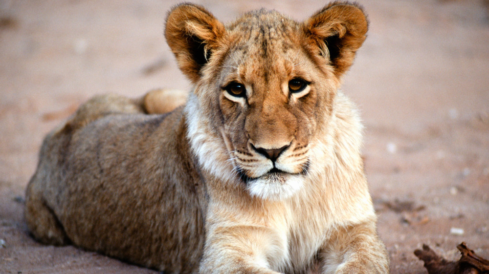 TIMELINE: Namibia's Checkered History Of Conservation : NPR