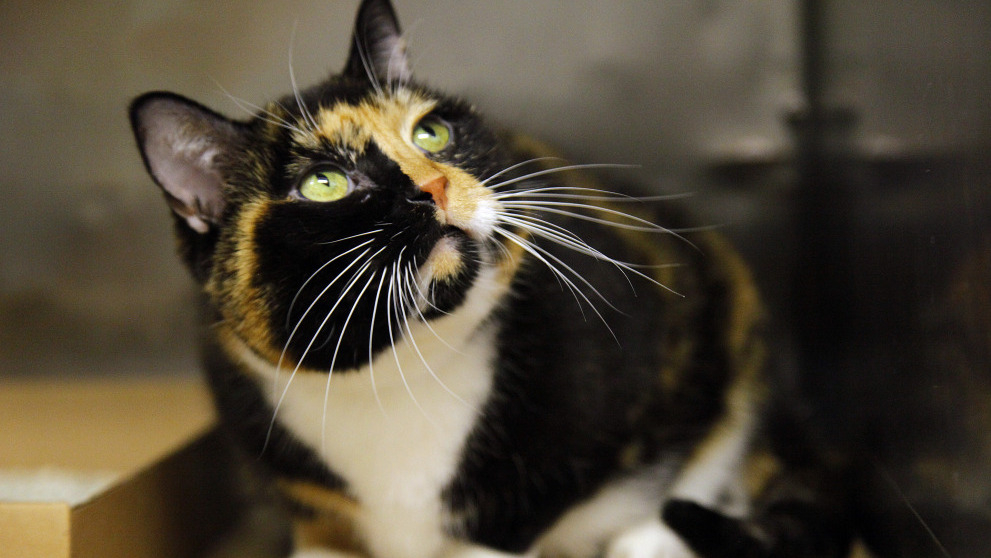 Colorado Cat Turns Up In Manhattan : The Two-Way : NPR